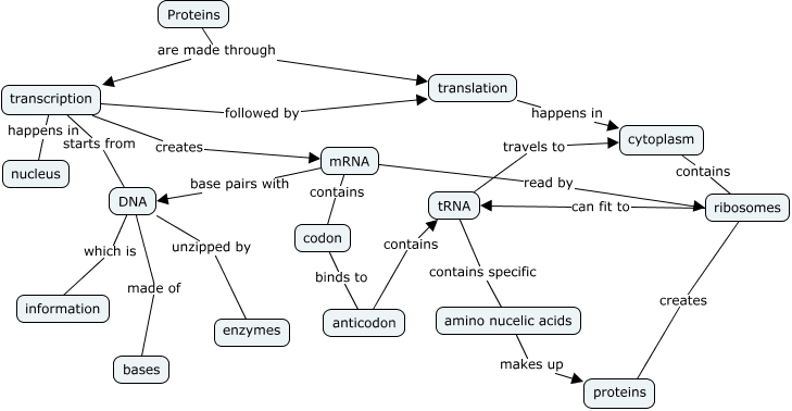 Protein Synthesis Map - How are proteins made?